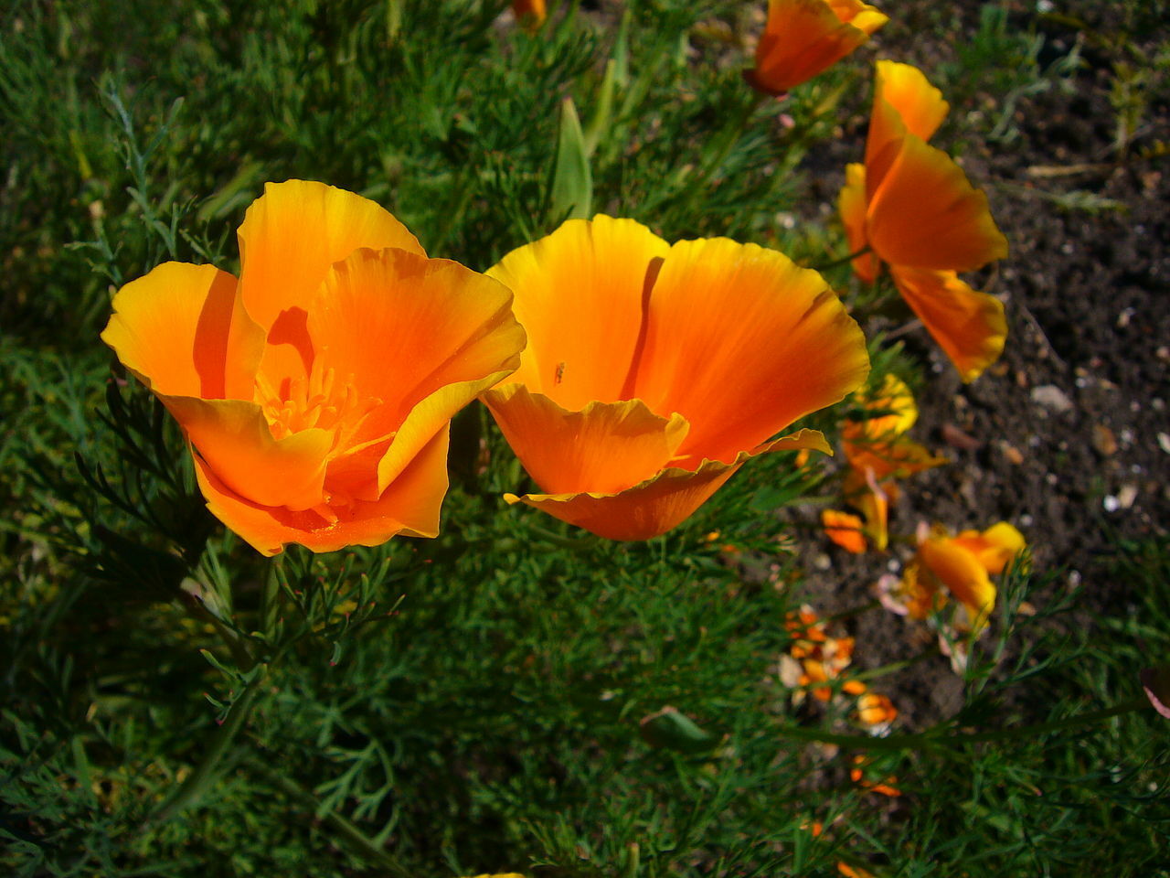 Kalifornischer Mohn orange – Siljan Seeds