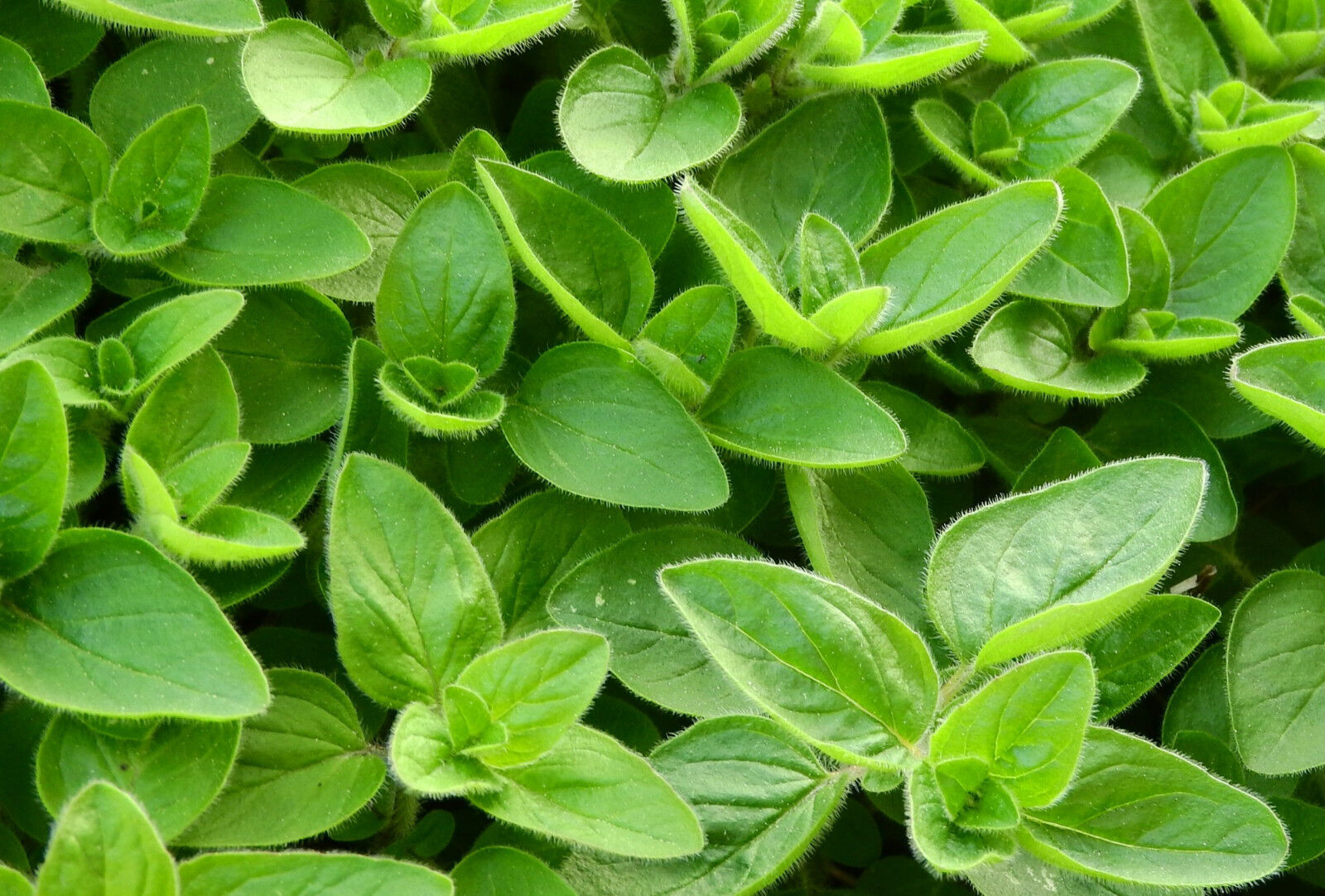 Echter Majoran – Siljan Seeds