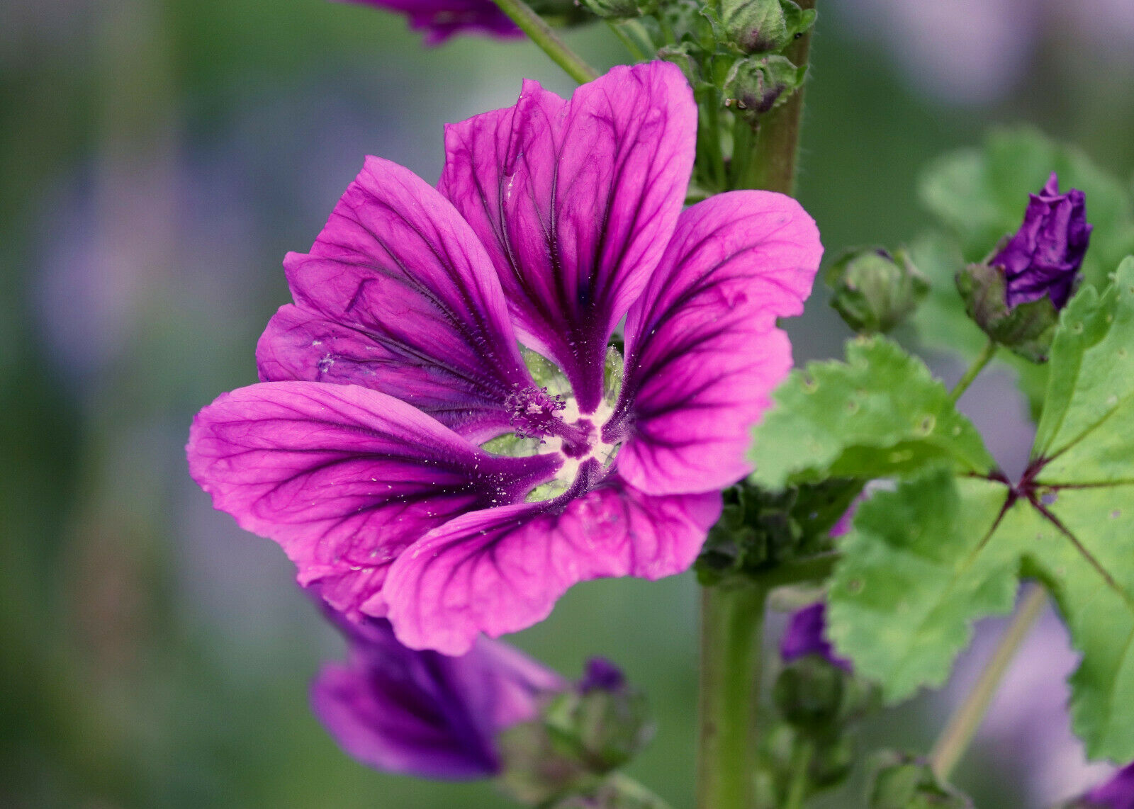 Mauretanische Malve – Siljan Seeds