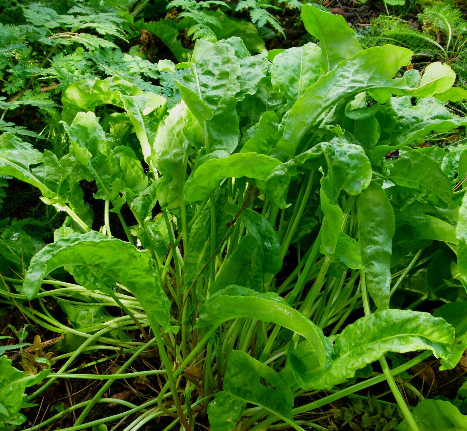 Großer Sauerampfer – Siljan Seeds